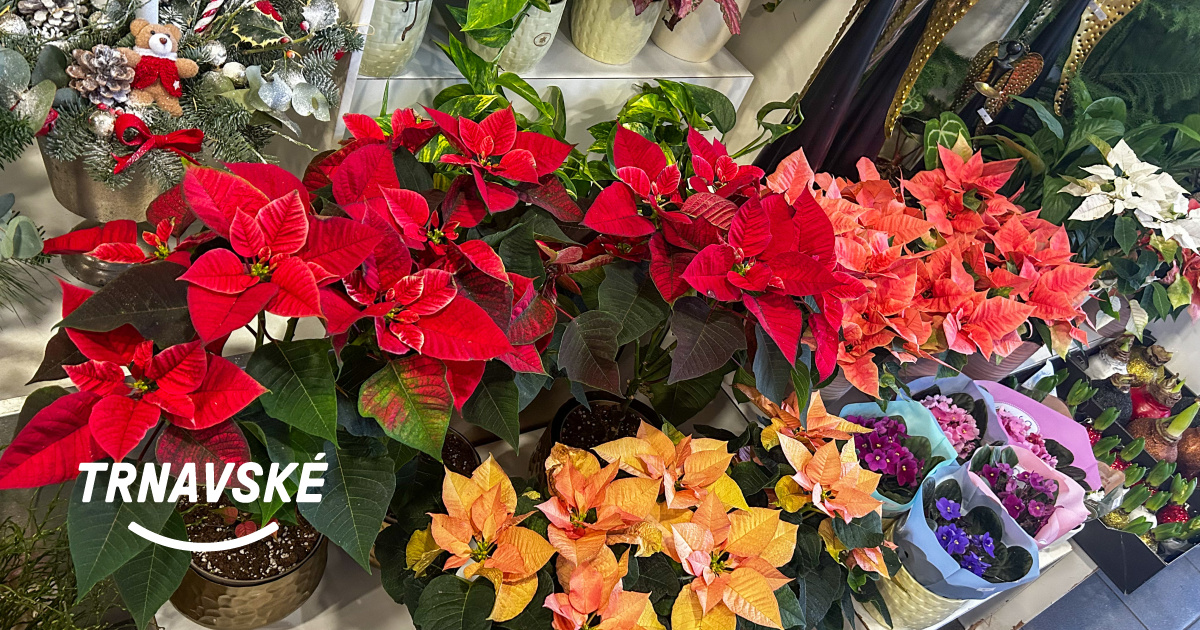 Vianočná ruža: Od aztéckej legendy po symbol Vianoc | Trnavské rádio